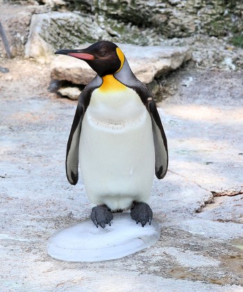 __COUNT__ Penguins stand on blocks of ice to keep cool at Birdland ...