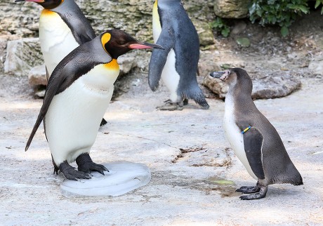 Penguins Blocks Ice Stand On Keep Editorial Stock Photo - Stock Image ...