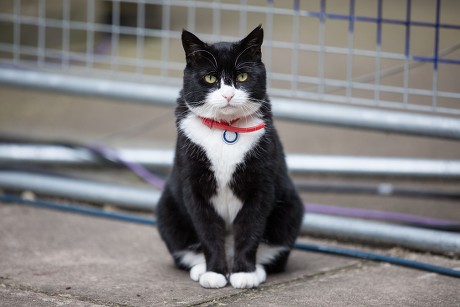 Palmerston Cat Belonging Foreign Commonwealth Office Editorial Stock ...
