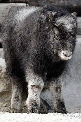 New Born Musk Ox Walks Enclosure Editorial Stock Photo - Stock Image ...
