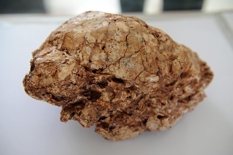 View On Skull Homo Sapiens Discovered Editorial Stock Photo - Stock ...