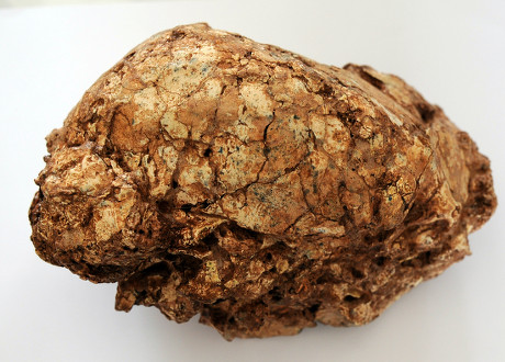 View On Skull Homo Sapiens Discovered Editorial Stock Photo - Stock ...
