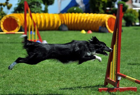 Border Collie Participates International Dog Show Editorial Stock Photo ...