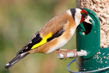 British birds, UK - 11 Jun 2017 Stock Pictures, Editorial Images and ...