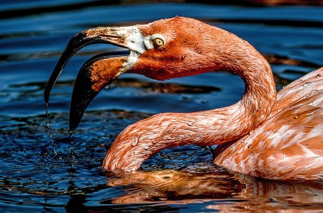 Flamingo Pictured Zoo Dresden Germany 12 Editorial Stock Photo - Stock ...