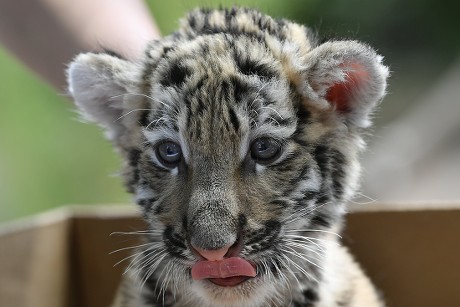 Seven Half Weeks Old Siberian Tiger Editorial Stock Photo - Stock Image ...