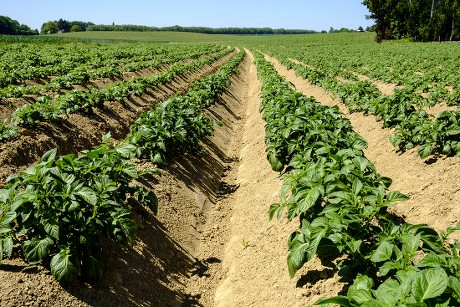 Potato Crop Editorial Stock Photo - Stock Image | Shutterstock