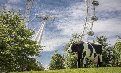 Buttons Cadbury Cow Soaks Sun Sights Editorial Stock Photo - Stock ...