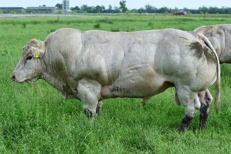 Beef Cattle Belgian Blue Editorial Stock Photo - Stock Image | Shutterstock