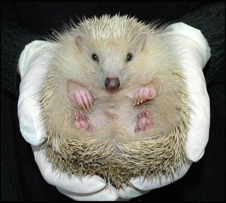 Normal Hedgehog Blond Leucistic Hedgehog Editorial Stock Photo - Stock ...
