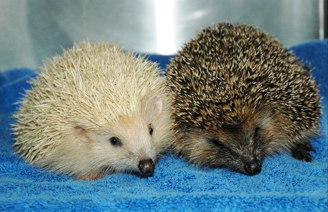 Blond Leucistic Hedgehog Normal Hedgehog Editorial Stock Photo - Stock ...