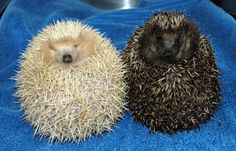 Normal Hedgehog Blond Leucistic Hedgehog Editorial Stock Photo - Stock ...