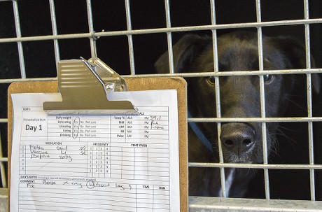 Dog Broken Leg Looks Out Recovery Editorial Stock Photo - Stock Image ...