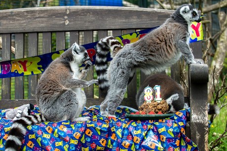 Lemurs Get Party Going Editorial Stock Photo - Stock Image | Shutterstock