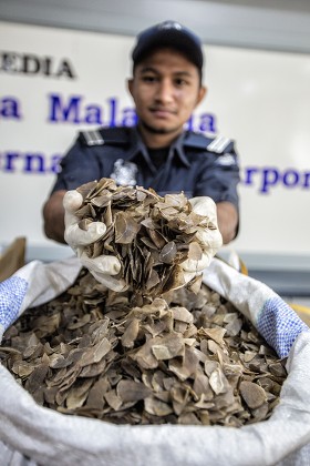 Royal Malaysian Customs Rmc Department Official Editorial Stock Photo ...