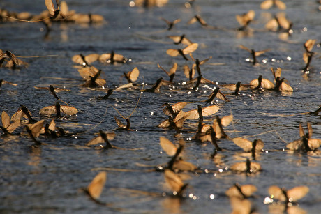 Freshly Hatched Mayflies Ephemeras Palingenia Longicauda Editorial ...
