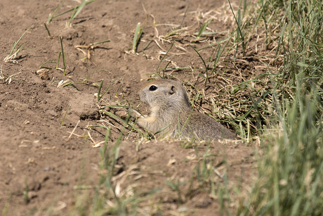 Gopher Known Richardsons Ground Squirrel Horsethief Editorial Stock ...