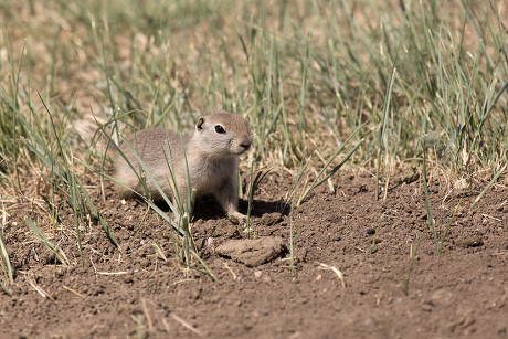5 Flickertail Stock Pictures, Editorial Images and Stock Photos ...