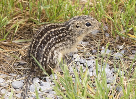 Thirteenlined Ground Squirrel Known Striped Gopher Editorial Stock ...