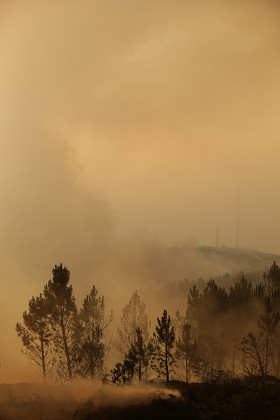 Smoke Fill Burnt Forest On Alto Editorial Stock Photo - Stock Image ...