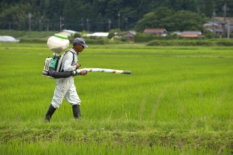Japanese Farmer Spreads Fertilizer Rice Paddy Editorial Stock Photo ...