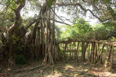 Unusal Tree Roots That Look Like Editorial Stock Photo - Stock Image ...