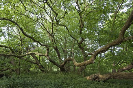Oriental Plane Tree Corsham Court Corsham Editorial Stock Photo - Stock ...
