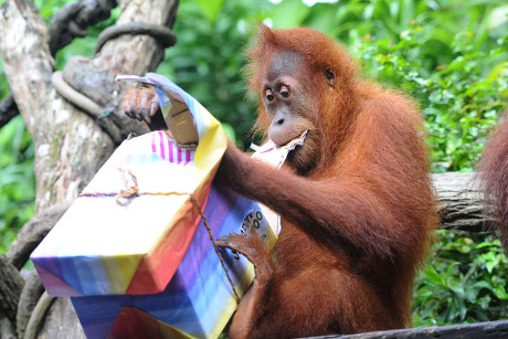 Singapore Zoos Icon Orangutan Ah Meng Editorial Stock Photo - Stock ...
