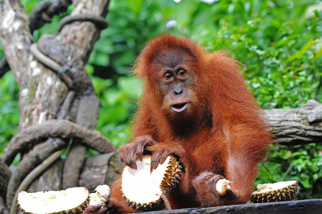 Singapore Zoos Icon Orangutan Ah Meng Editorial Stock Photo - Stock ...