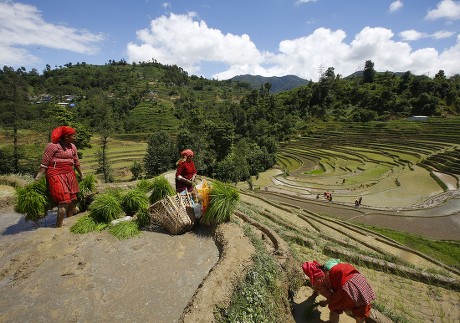 Farmer Plants Rice Paddy Field During Editorial Stock Photo - Stock ...