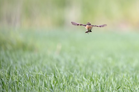 Whinchat Bird Flight Editorial Stock Photo - Stock Image | Shutterstock