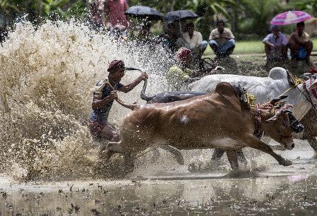 Traditional Bull Race of Bengal, Kella, India - 30 Jun 2017 Stock ...