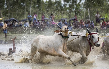 Indian Jockeys Their Bulls Participate Annual Editorial Stock Photo ...