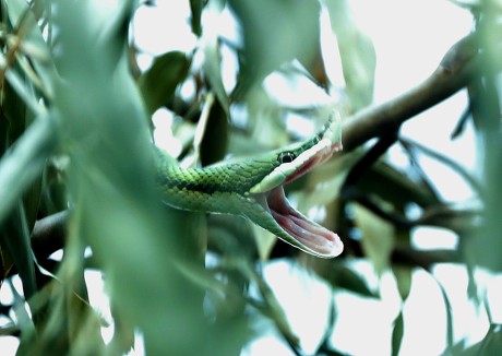 BARON GREEN RACER SNAKE MOVES TERRARIUM Editorial Stock Photo - Stock ...