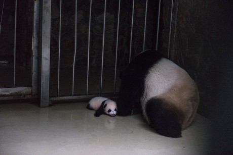 Female Giant Panda Zhizhi Her Enclosure Editorial Stock Photo - Stock ...