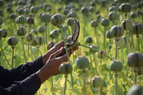Skimming Opium Latex Poppy Pod Darai Editorial Stock Photo - Stock ...