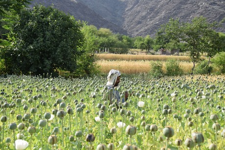 Man Lancing Opiumyielding Poppy Pods Field Editorial Stock Photo ...