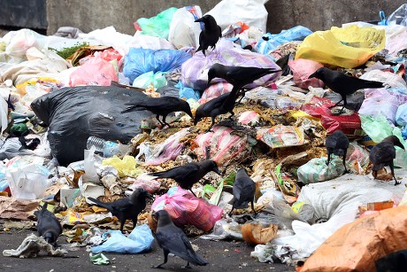Sri Lankan Worker Removes Garbage Street Editorial Stock Photo - Stock ...