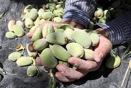 Palestinian Farmer Picks Almond On His Editorial Stock Photo - Stock ...