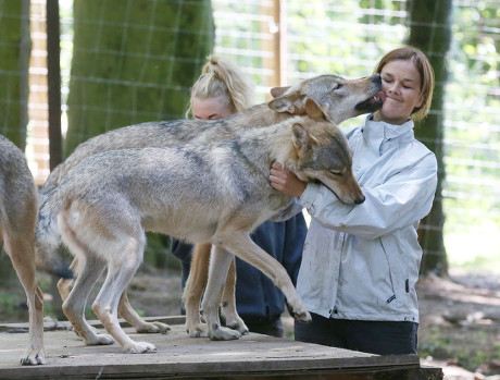 Christina Hansenwheat Wolves Editorial Stock Photo - Stock Image ...