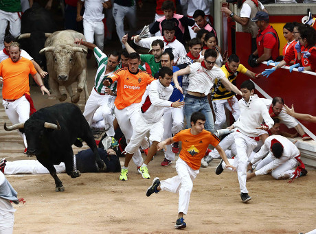 Bulls Jandilla Bull Ranch Chase Mozos Editorial Stock Photo - Stock ...