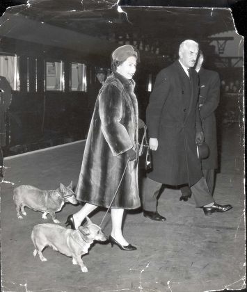 Queen Elizabeth Ii Dogs Picture Shows Editorial Stock Photo - Stock ...