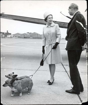 Queen Elizabeth Ii Dogs Picture Shows Editorial Stock Photo - Stock ...