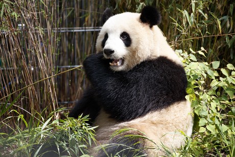 Panda Meng Meng Eats Leaves Eucalyptus Editorial Stock Photo - Stock ...