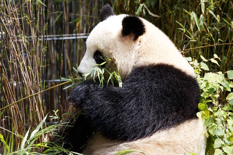 Panda Meng Meng Eats Leaves Eucalyptus Editorial Stock Photo - Stock ...