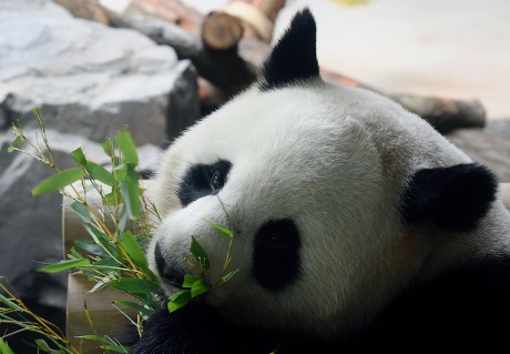 Panda Meng Meng Jiao Qing Editorial Stock Photo - Stock Image ...