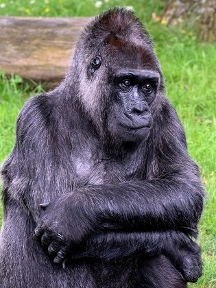 Europes Oldest Gorilla Fatou Berlin Zoo Editorial Stock Photo - Stock ...