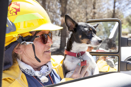 Diane Treadwell Butte County Animal Control Editorial Stock Photo ...