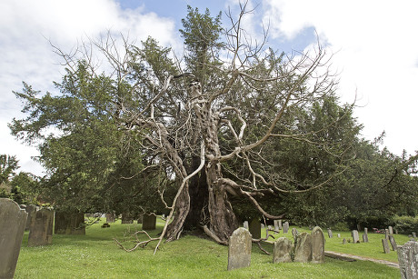 T10 Yew Oldest Tree Damaged By Editorial Stock Photo - Stock Image ...