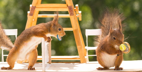 Squirrel Playing Tennis Editorial Stock Photo - Stock Image | Shutterstock